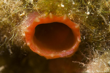 Club d'Immersió Biologia :: 19. Tunicats, Microcosmus cf polymorphus