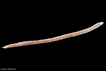 Club d'Immersió Biologia :: 10. Cucs, Micrura fasciolata