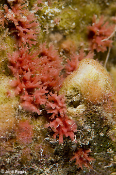 Club d'Immersió Biologia :: 23. Altres Subfílums, Miniacina miniacea