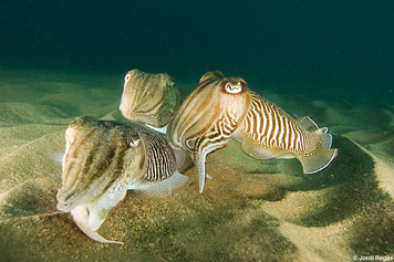 Club d'Immersió Biologia :: Guia d'espècies