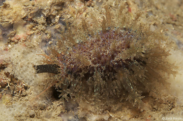 Dive Club of Biology :: 13. Moluscs - Snails, Naria spurca