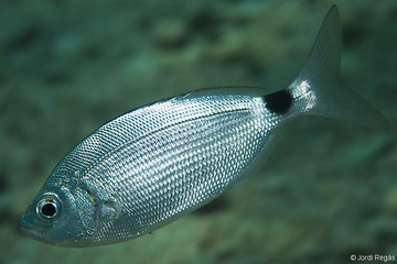 Club de Inmersión Biología :: 21. Peces óseos, Oblada melanura