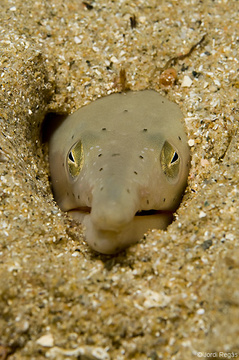 Club d'Immersió Biologia :: 21. Peixos ossis, Ophisurus serpens