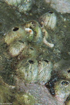 Club de Inmersión Biología :: 16. Crustáceos, Perforatus perforatus