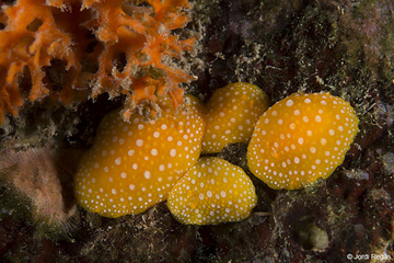 Club d'Immersió Biologia :: 14. Mol·luscs - Baboses marines, Phyllidia ...