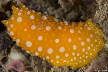 Club d'Immersió Biologia :: 14. Mol·luscs - Baboses marines, Phyllidia ...