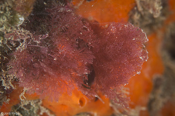 Club d'Immersió Biologia :: 02. Algues vermelles, Plocamium cartilagineum