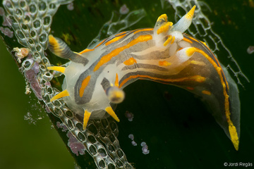 Club d'Immersió Biologia :: 14. Mol·luscs - Baboses marines, Polycera ...