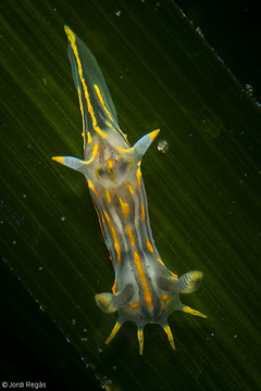 Club d'Immersió Biologia :: 14. Mol·luscs - Baboses marines, Polycera ...