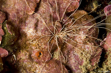 Club de Inmersión Biología :: 10. Gusanos, Polycirrus sp.