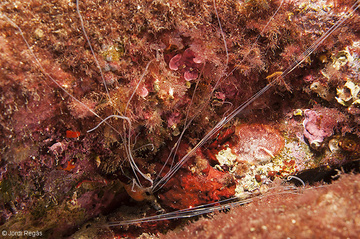 Club de Inmersión Biología :: 10. Gusanos, Polycirrus sp.