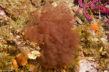 Club d'Immersió Biologia :: 02. Algues vermelles, Predaea ollivieri