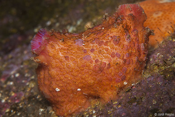 Club de Inmersión Biología :: 19. Tunicados