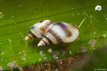 Club d'Immersió Biologia :: 13. Mol·luscs - Cargols, Rissoa violacea