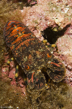 Club de Inmersión Biología :: 16. Crustáceos, Scyllarus arctus