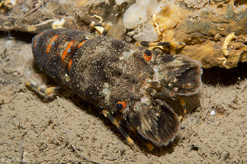 Club de Inmersión Biología :: 16. Crustáceos, Scyllarus arctus