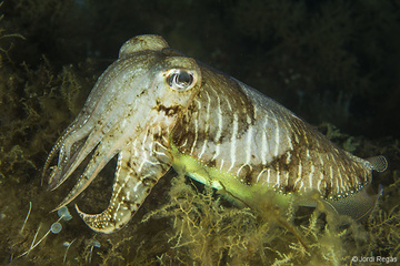 Club d'Immersió Biologia :: 12. Mol·luscs, Sepia officinalis