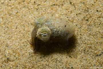 Club de Inmersión Biología :: 12. Moluscos, Sepiola rondeleti