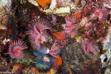 Dive Club of Biology :: 10. Worms, Serpula vermicularis