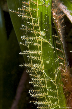 Club d'Immersió Biologia :: 06. Cnidaris-Meduses, Sertularia perpusilla