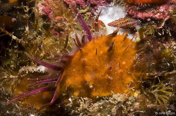 Club de Inmersión Biología :: 12. Moluscos, Spondylus gaederopus