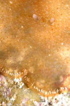 Club d'Immersió Biologia :: 11. Cucs - Planàries, Stylochus pillidium