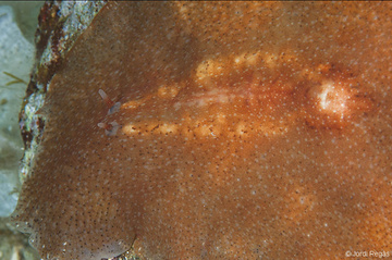 Club d'Immersió Biologia :: 11. Cucs - Planàries, Stylochus pillidium