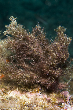 Club de Inmersión Biología :: 03. Algas pardas, Halopteris scoparia