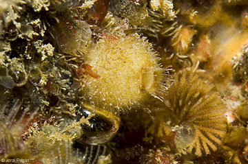 Club de Inmersión Biología :: 05. Esponjas, Sycon raphanus