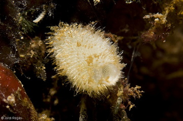 Club de Inmersión Biología :: 05. Esponjas, Sycon raphanus