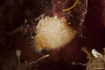 Club de Inmersión Biología :: 05. Esponjas, Sycon raphanus