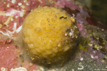 Club d'Immersió Biologia :: 05. Esponges, Tethya aurantium