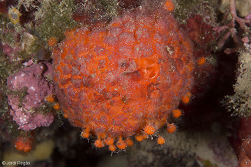 Club d'Immersió Biologia :: 05. Esponges, Tethya aurantium