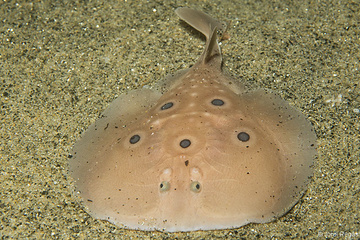 Club d'Immersió Biologia :: 20. Peixos cartilaginosos, Torpedo torpedo