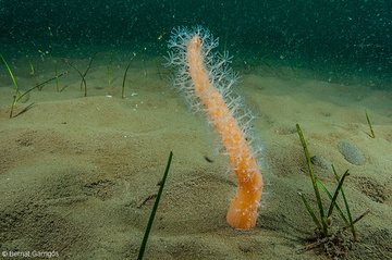 Club de Inmersión Biología :: 07. Cnidarios - Octocorales, Veretillum ...