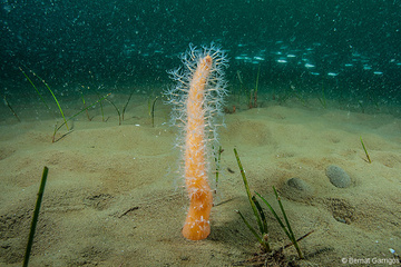 Dive Club of Biology :: 07. Cnidarians - Octocorals, Veretillum cynomorium